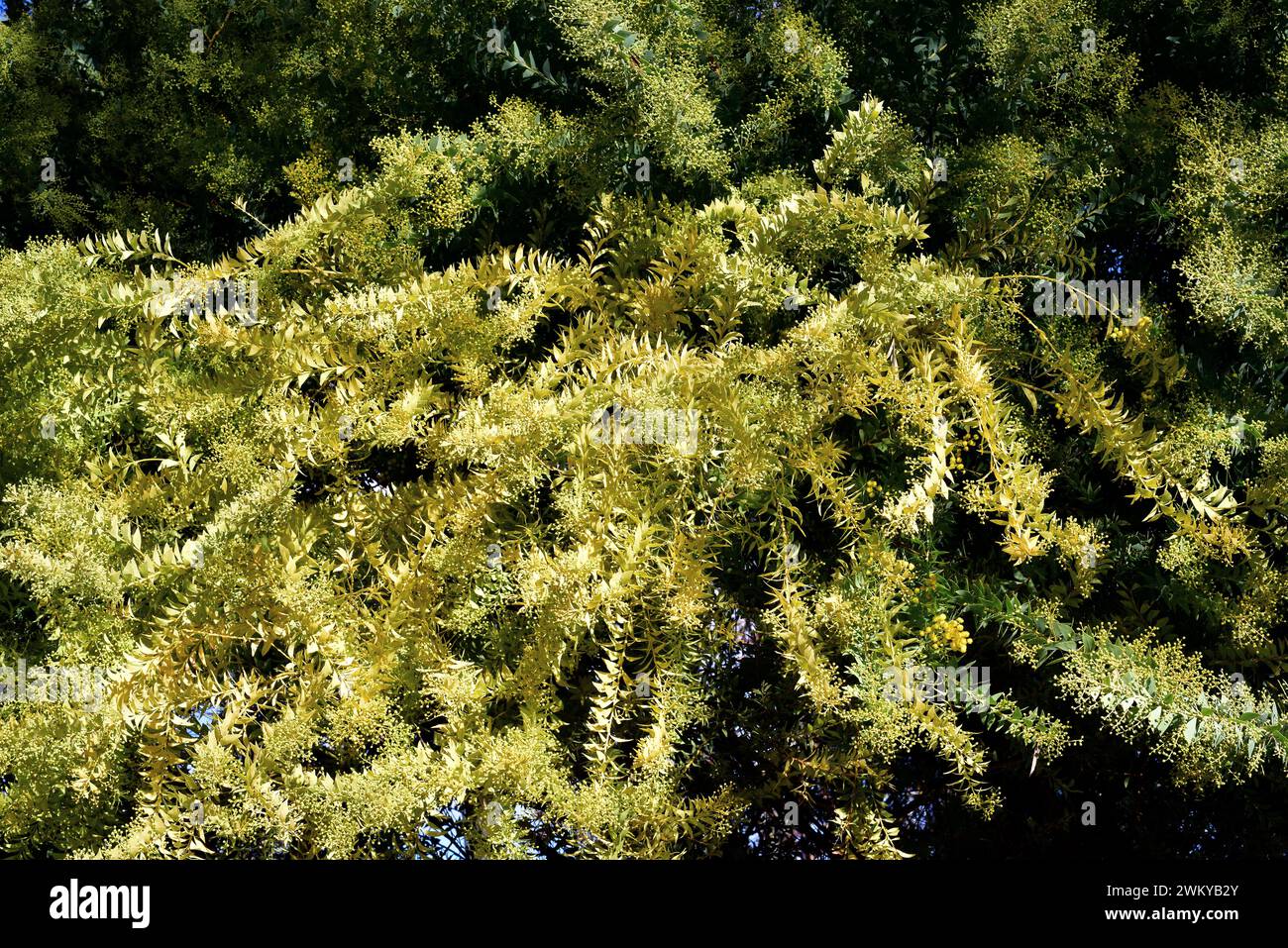 Acacia de cuchillo hi-res stock photography and images - Alamy