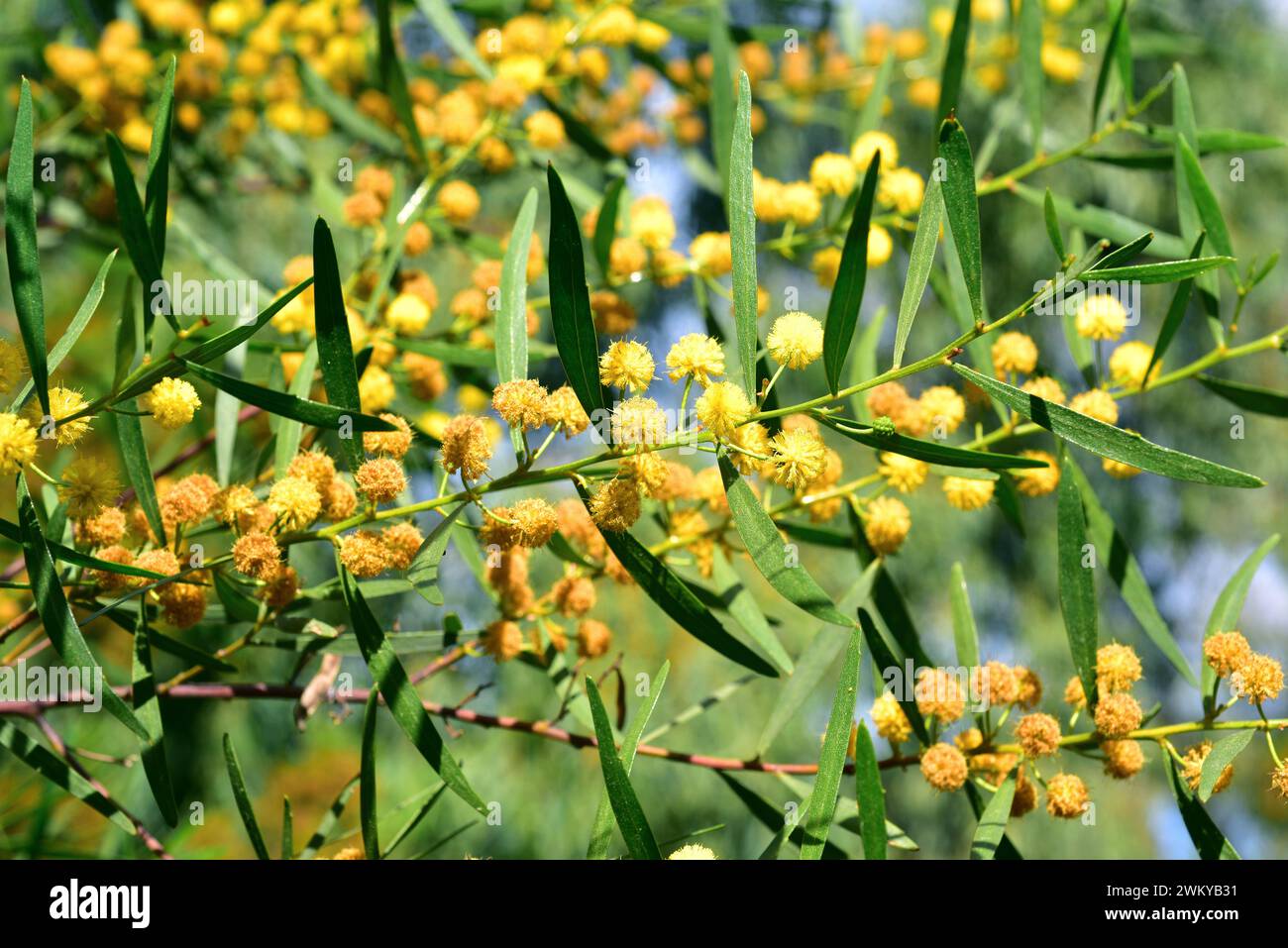 Hope leaved wattle or sticky wattle (Acacia dodonaeifolia) is a shrub ...