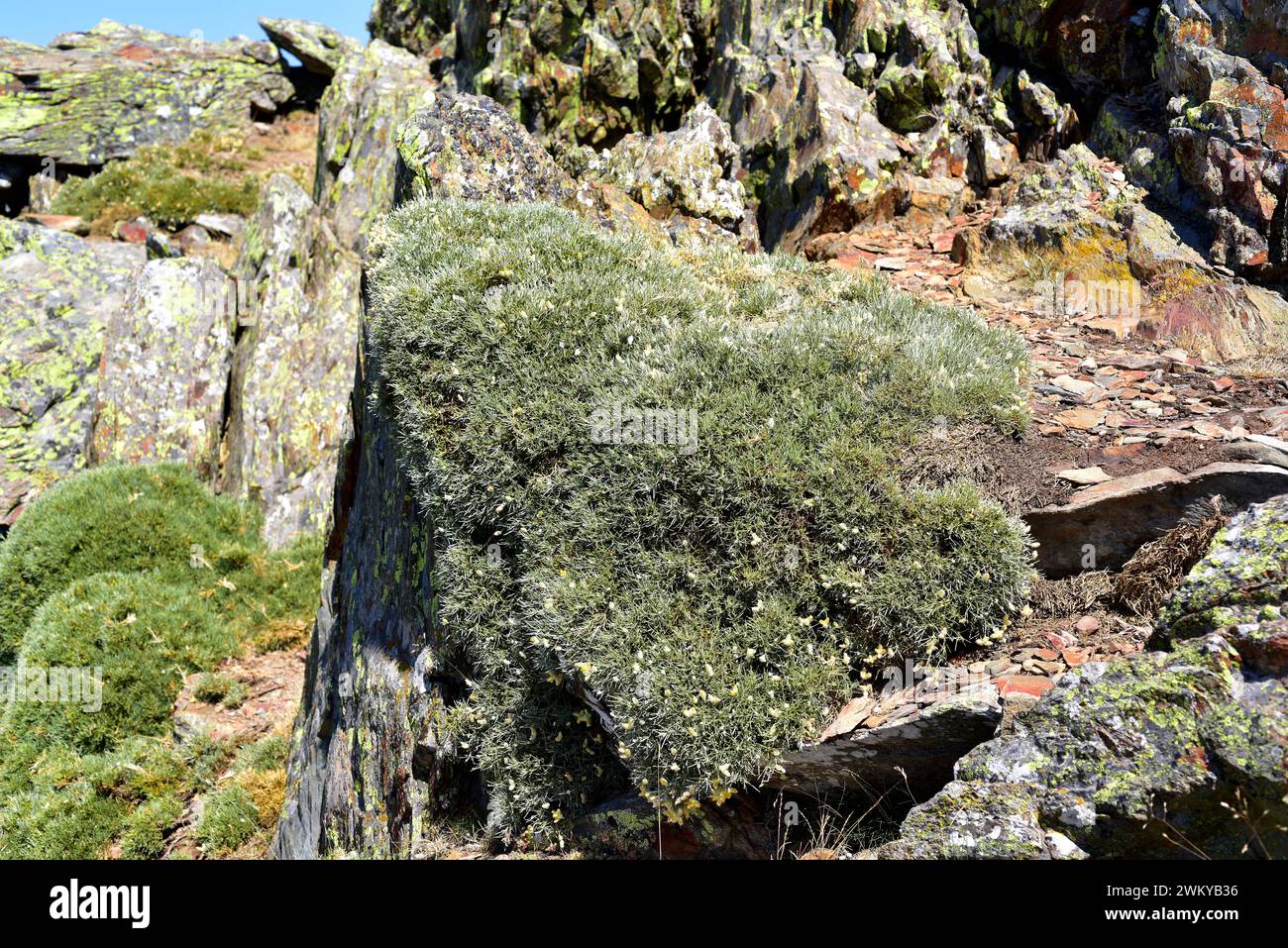 Piorno fino (Echinospartum ibericum or Echinospartum barnadesii ...