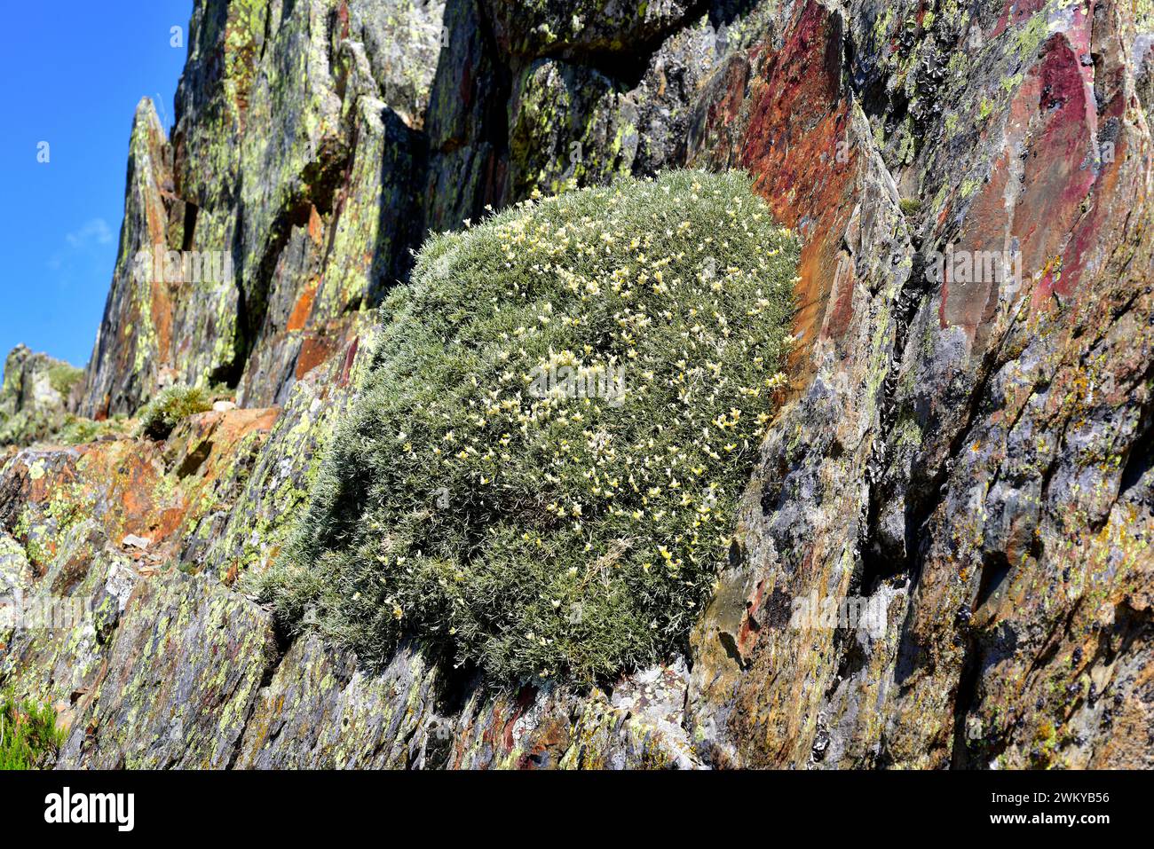 Piorno fino (Echinospartum ibericum or Echinospartum barnadesii ...