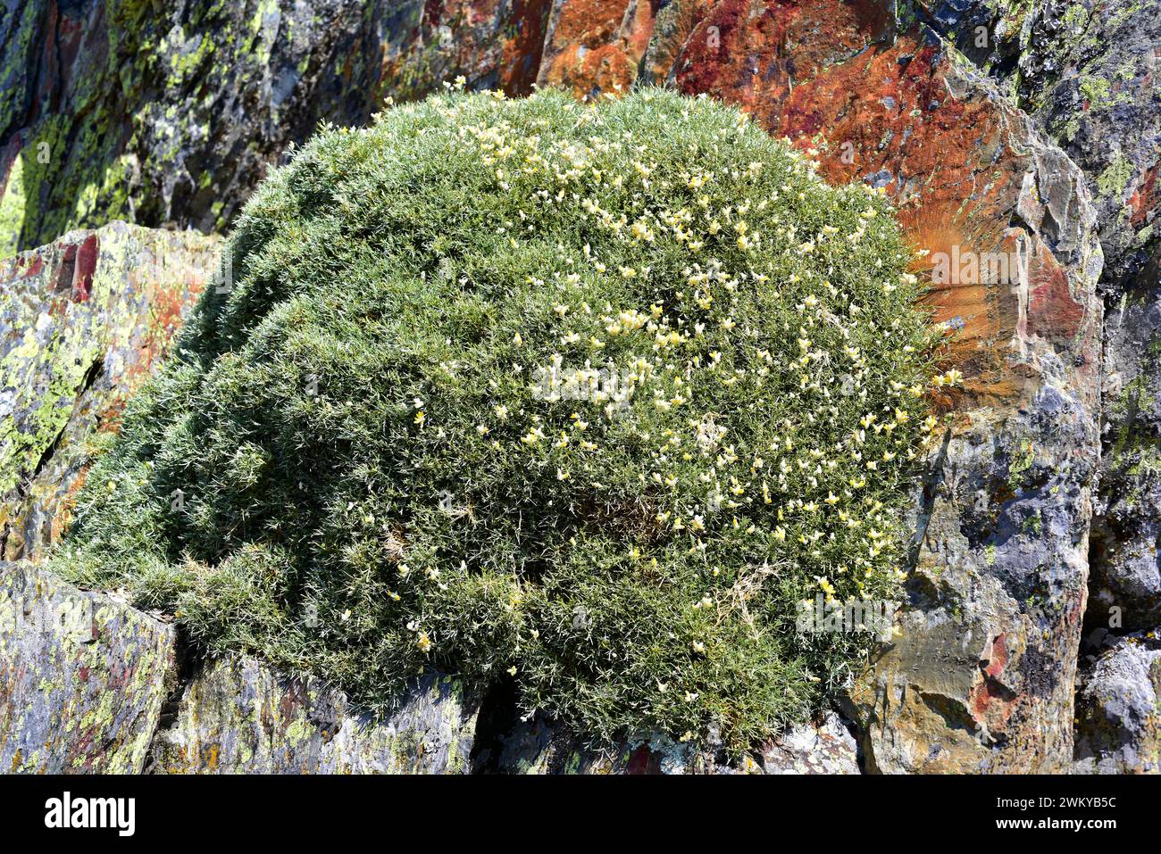 Piorno fino (Echinospartum ibericum or Echinospartum barnadesii ...
