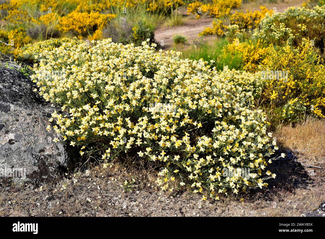 Piorno fino (Echinospartum ibericum or Echinospartum barnadesii ...