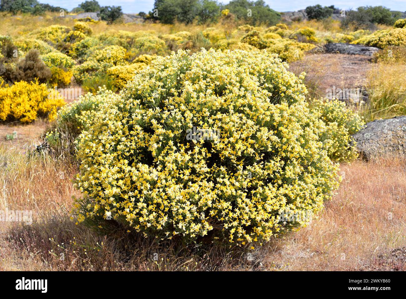 Echinospartum ibericum hi-res stock photography and images - Alamy