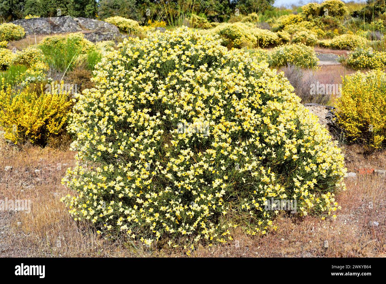 Piorno fino (Echinospartum ibericum or Echinospartum barnadesii ...