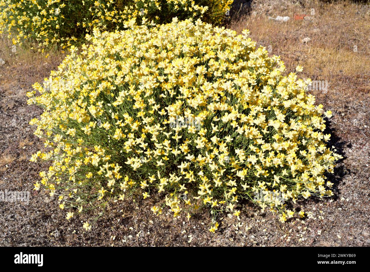 Piorno fino (Echinospartum ibericum or Echinospartum barnadesii ...