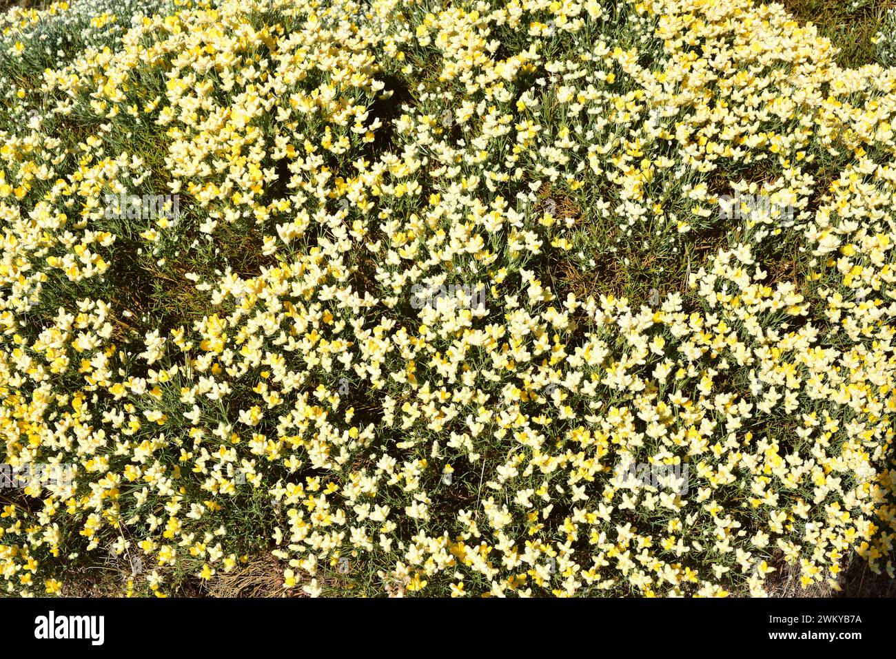Piorno fino (Echinospartum ibericum or Echinospartum barnadesii ...