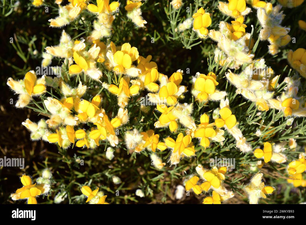 Piorno fino (Echinospartum ibericum or Echinospartum barnadesii ...