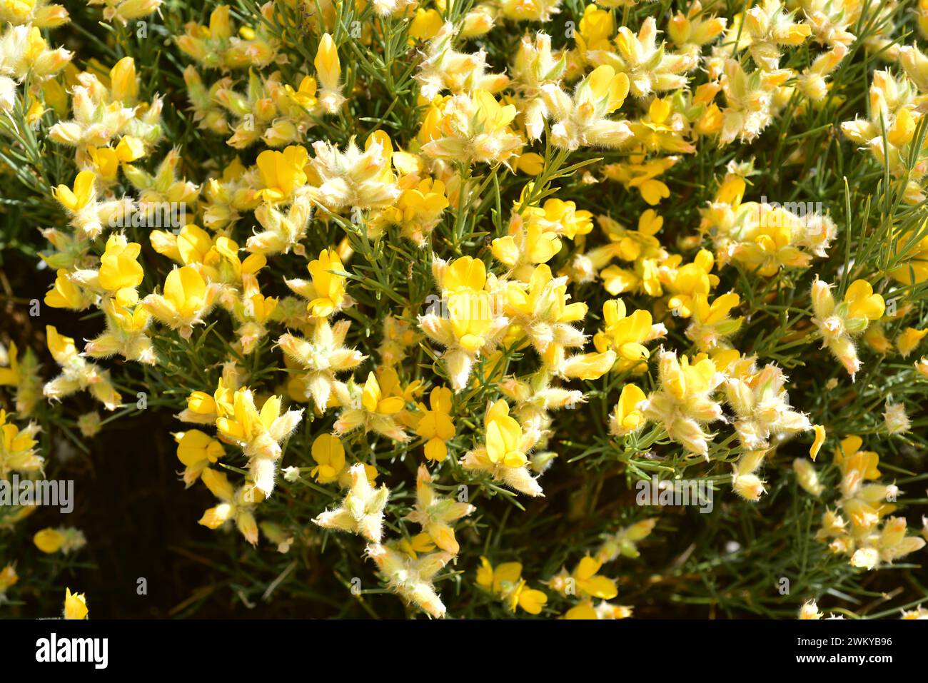 Piorno fino (Echinospartum ibericum or Echinospartum barnadesii ...