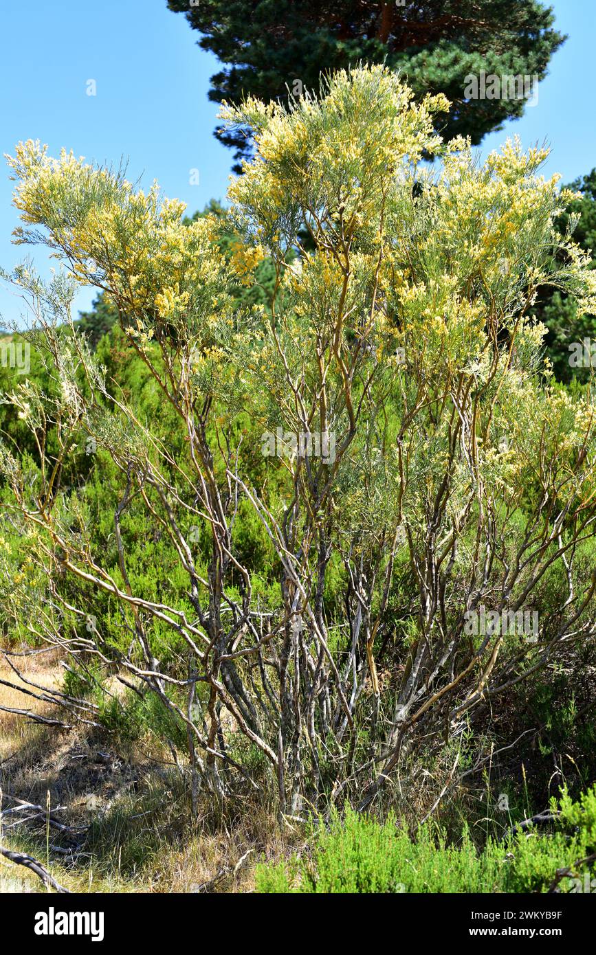 Escobon (Genista florida) is a shrub native to Iberian Peninsula ...