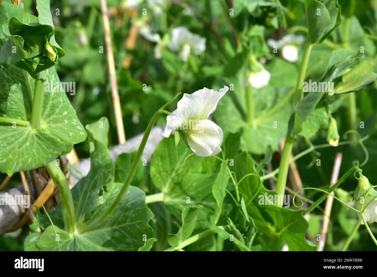 Pea (Pisum sativum) is an annual vining plant native to Mediterranean ...