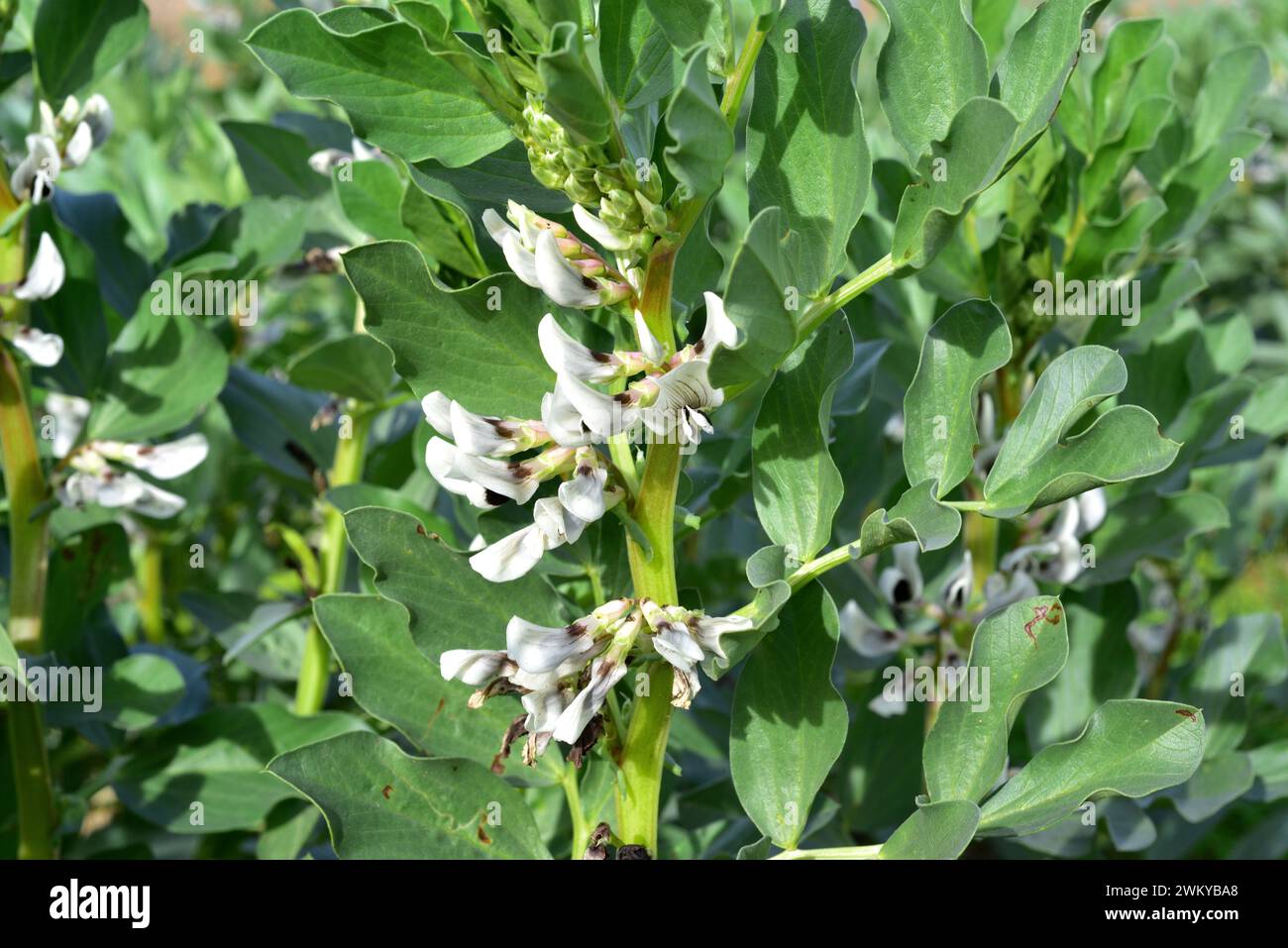 Photo vicia faba hi-res stock photography and images - Alamy
