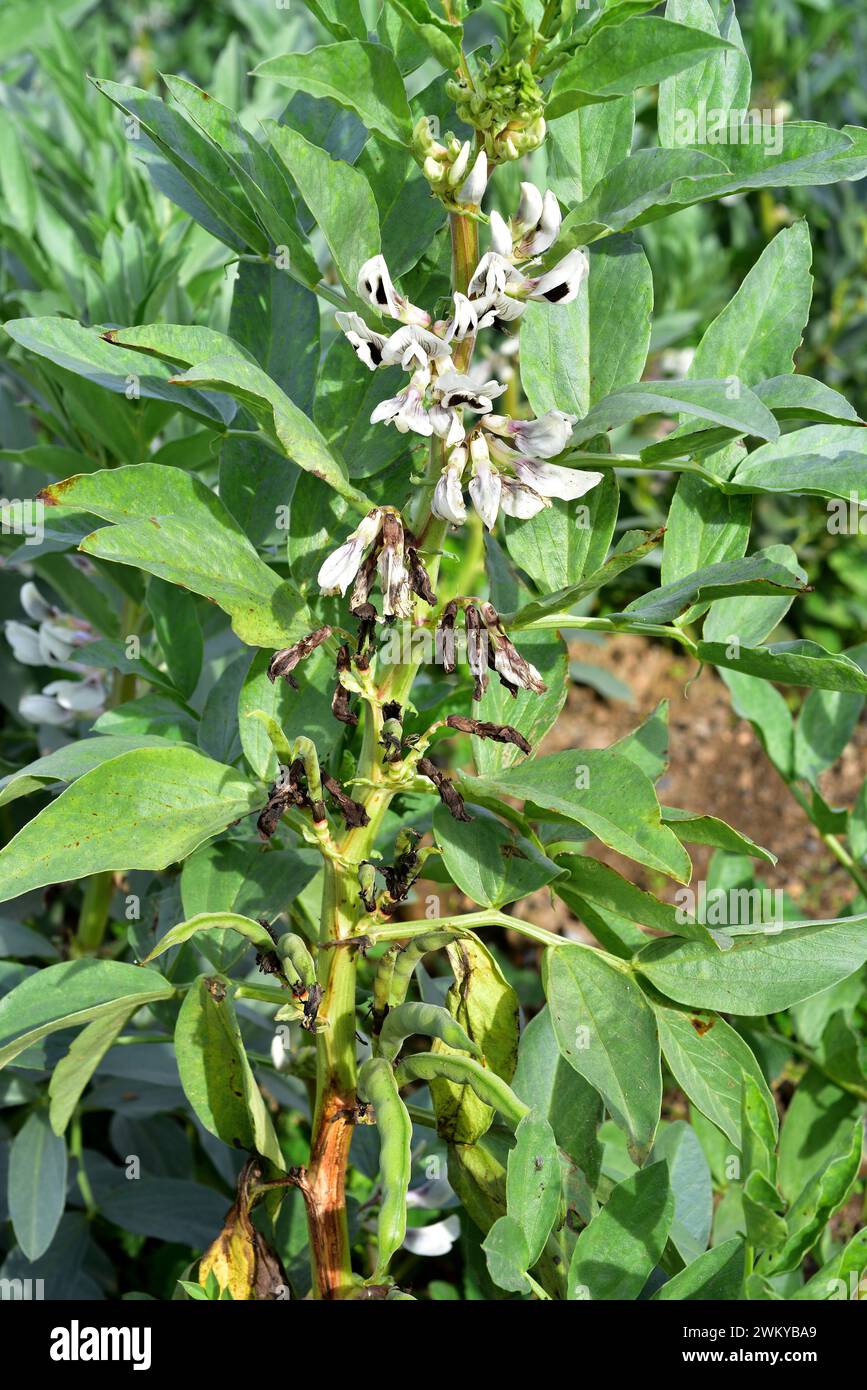 Broad bean (Vicia faba) is an annual plant of uncertain origen and ...