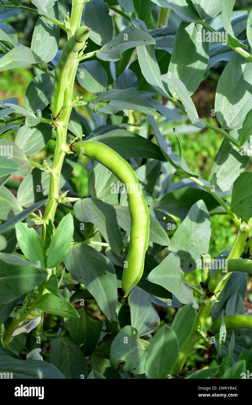 Broad bean (Vicia faba) is an annual plant of uncertain origen and ...