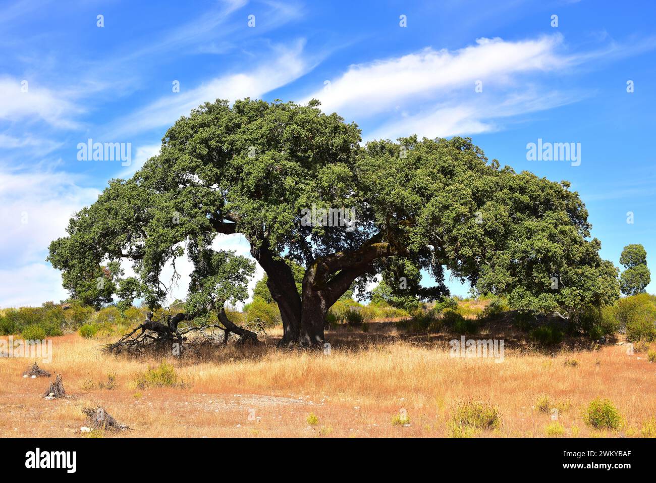 Evergreen oak, holm oak or holly oak (Quercus ilex ballota or Quercus ...