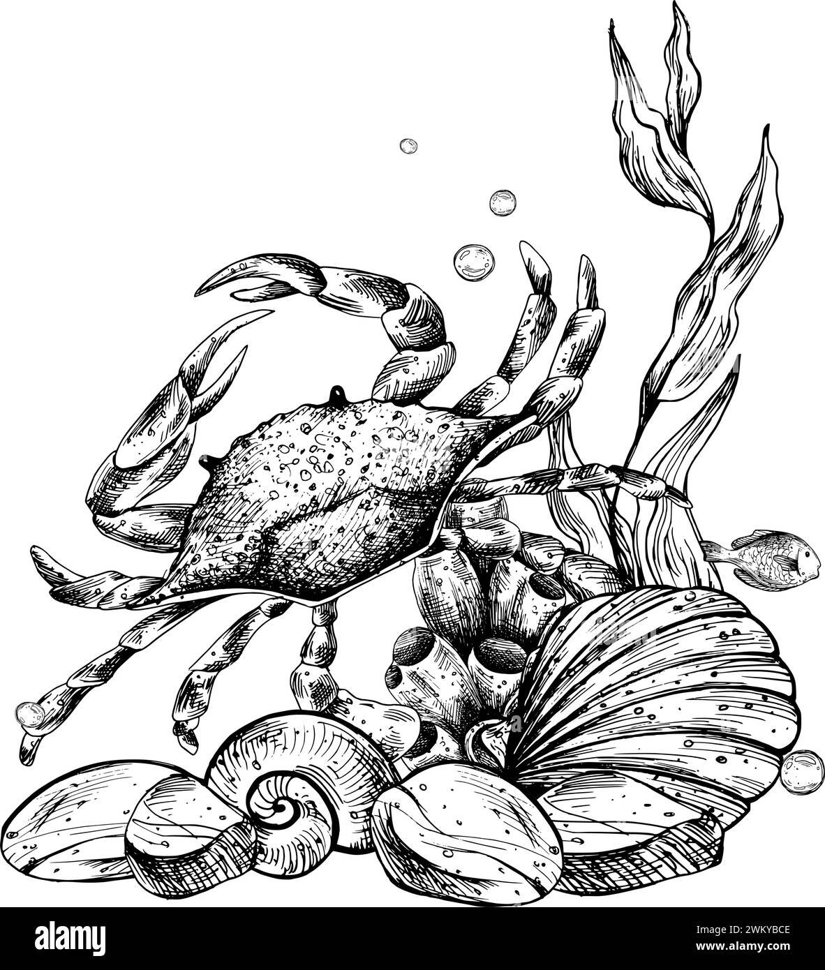 Underwater world clipart with sea animals crab, shells, coral and algae ...