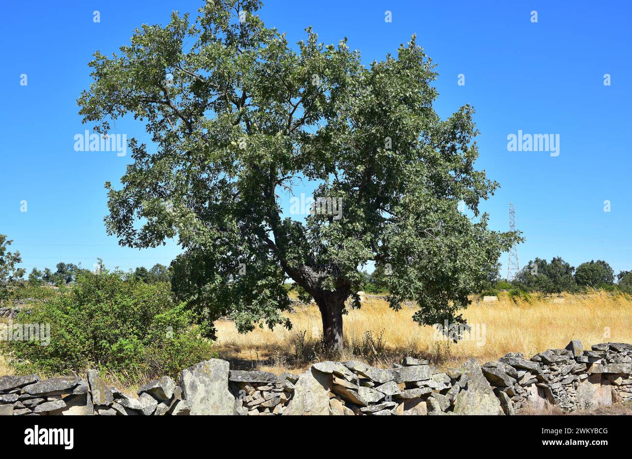 Pyrenean oak (Quercus pyrenaica) is a deciduous tree native to ...