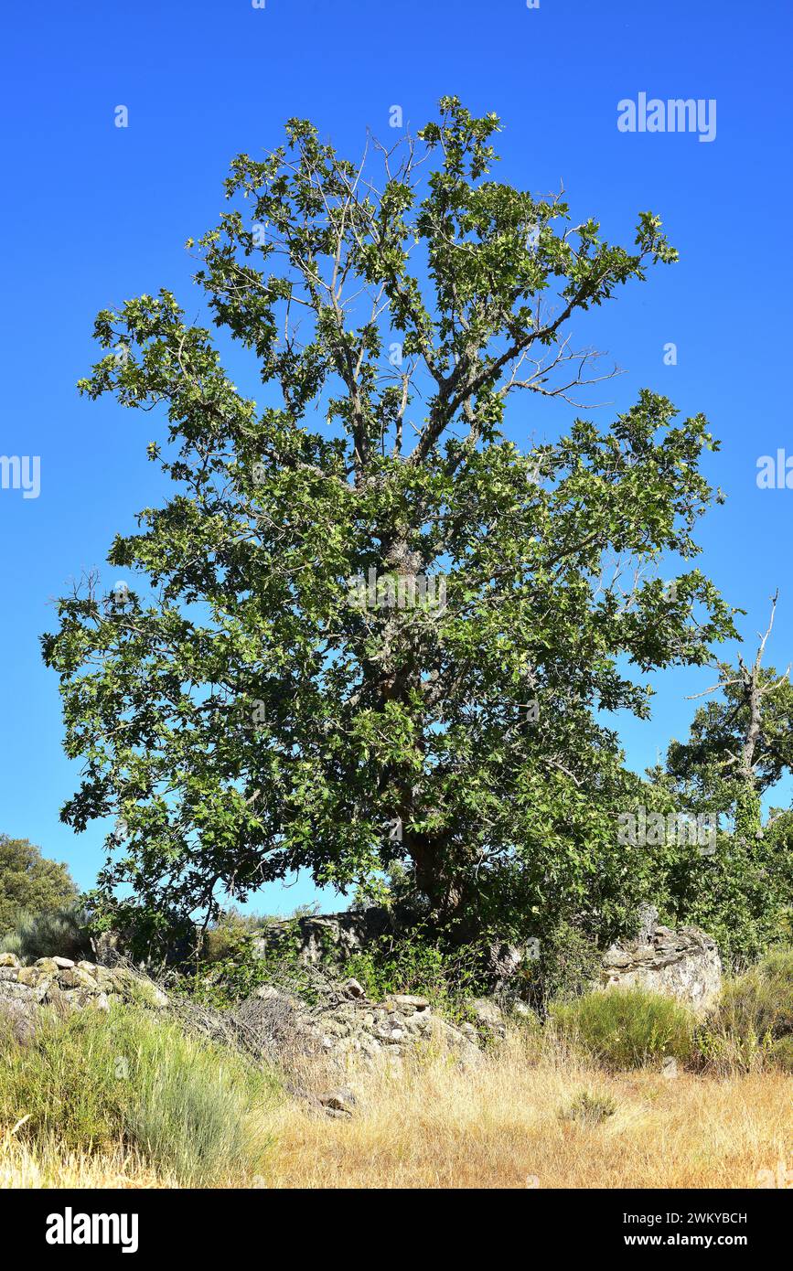 Pyrenean oak (Quercus pyrenaica) is a deciduous tree native to ...
