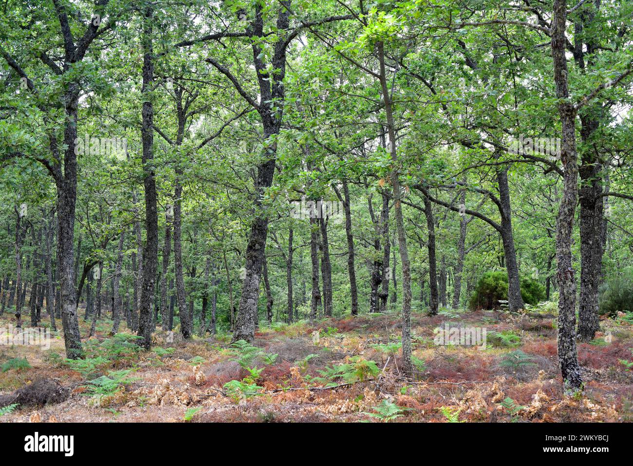 Pyrenean oak (Quercus pyrenaica) is a deciduous tree native to ...