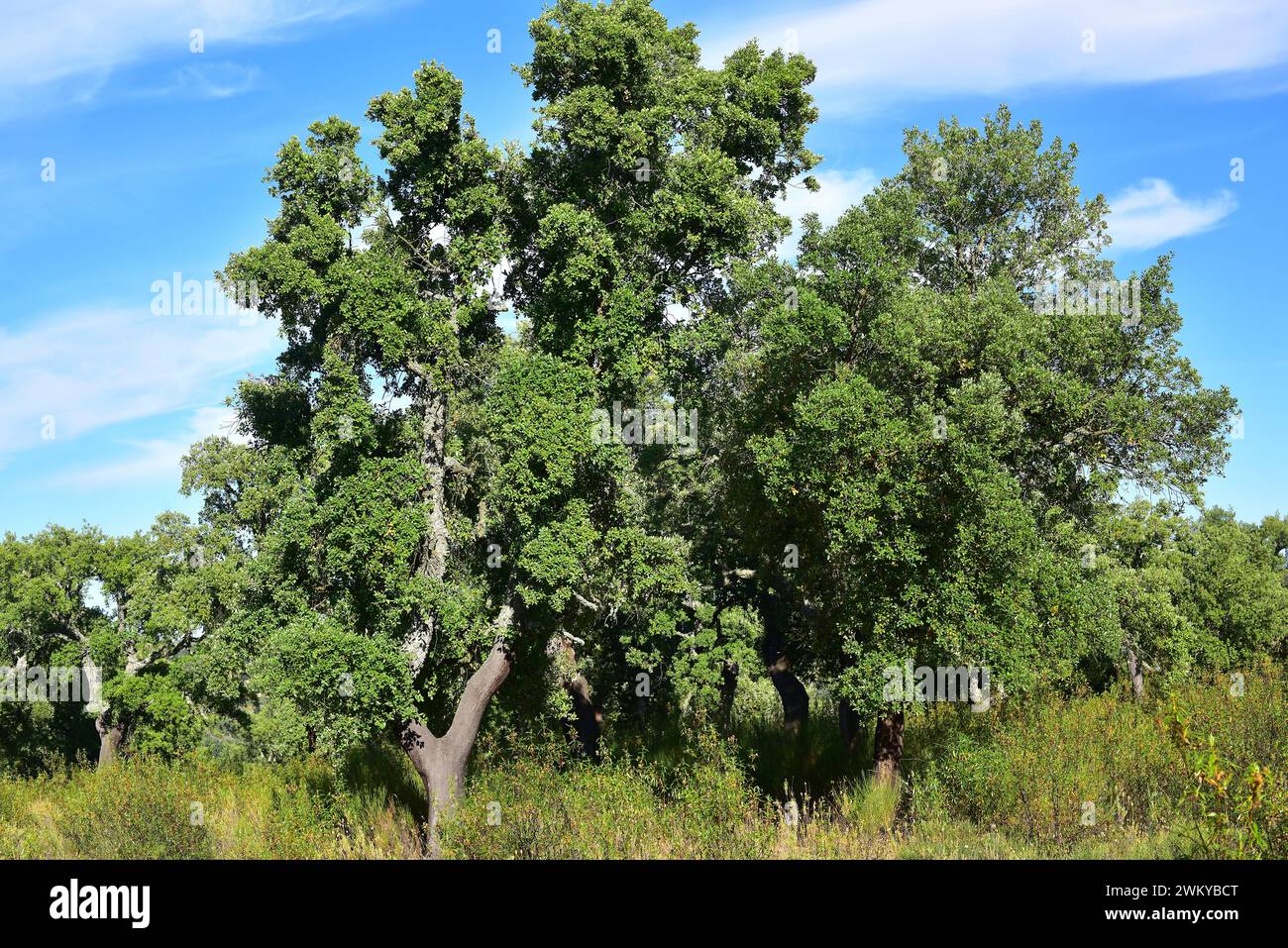 Cork oak (Quercus suber) is an evergreen tree native to southwestern ...