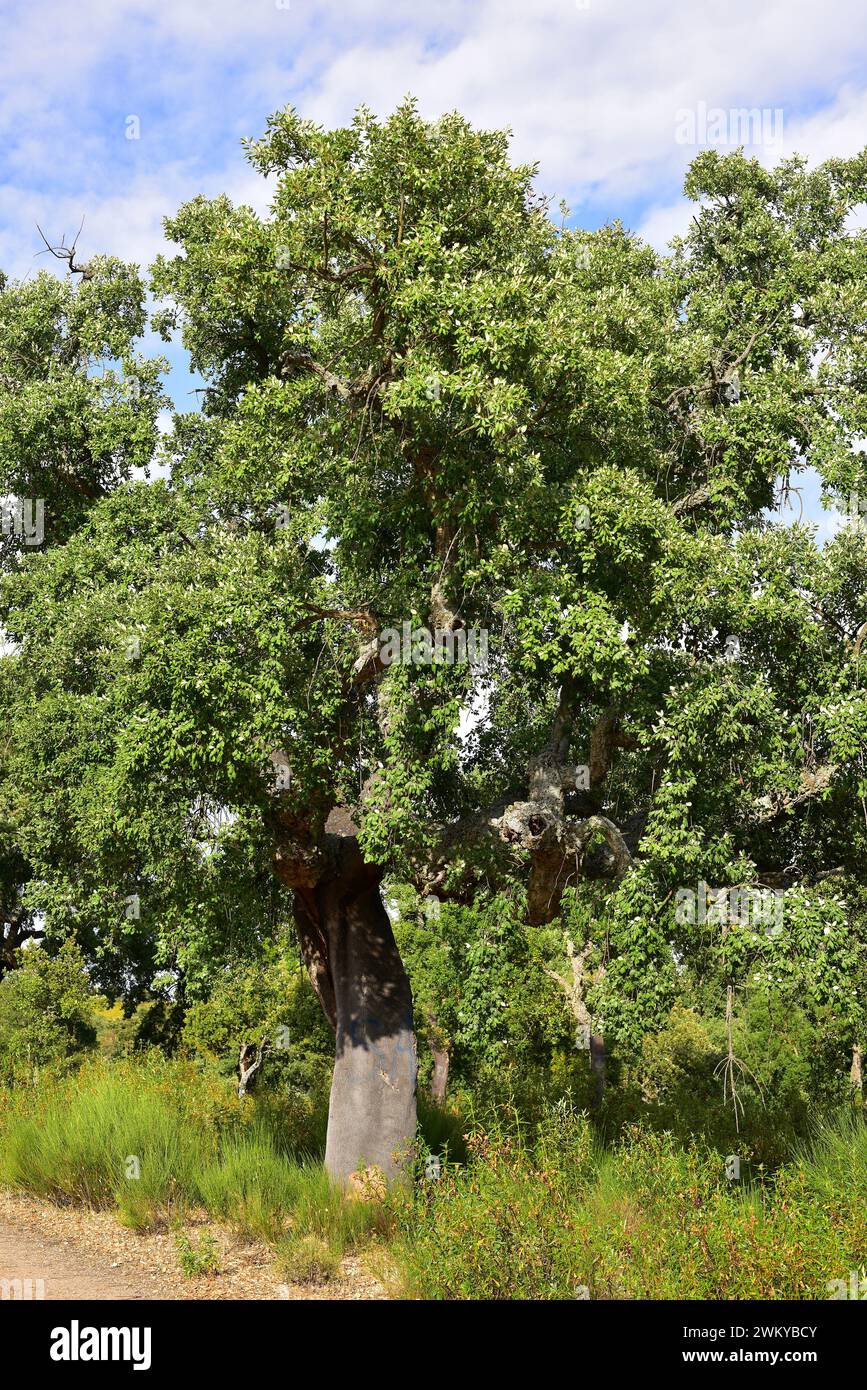 Cork oak (Quercus suber) is an evergreen tree native to southwestern ...