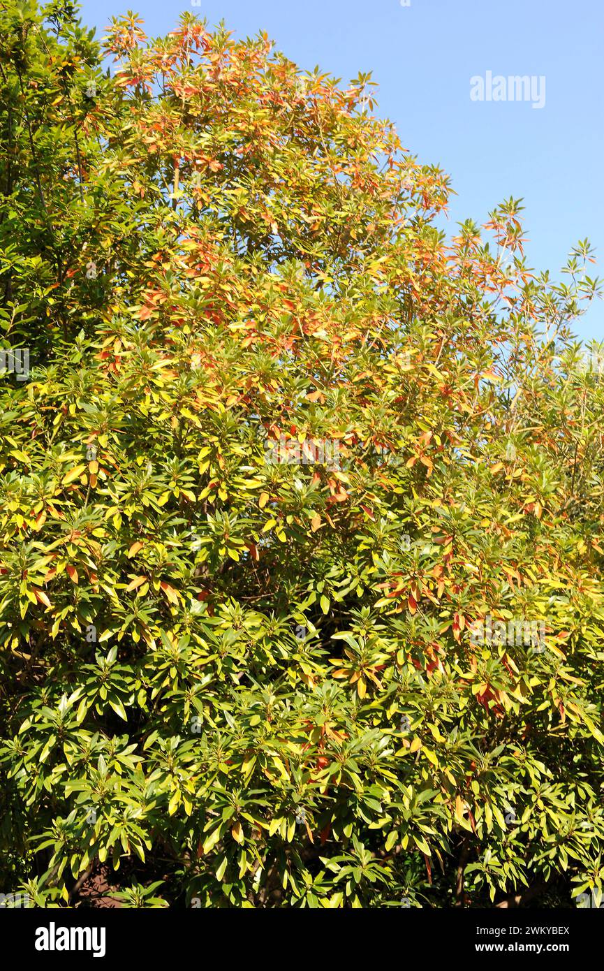 Viñatigo (Persea indica) is a evergreen tree endemic to Macaronesia ...