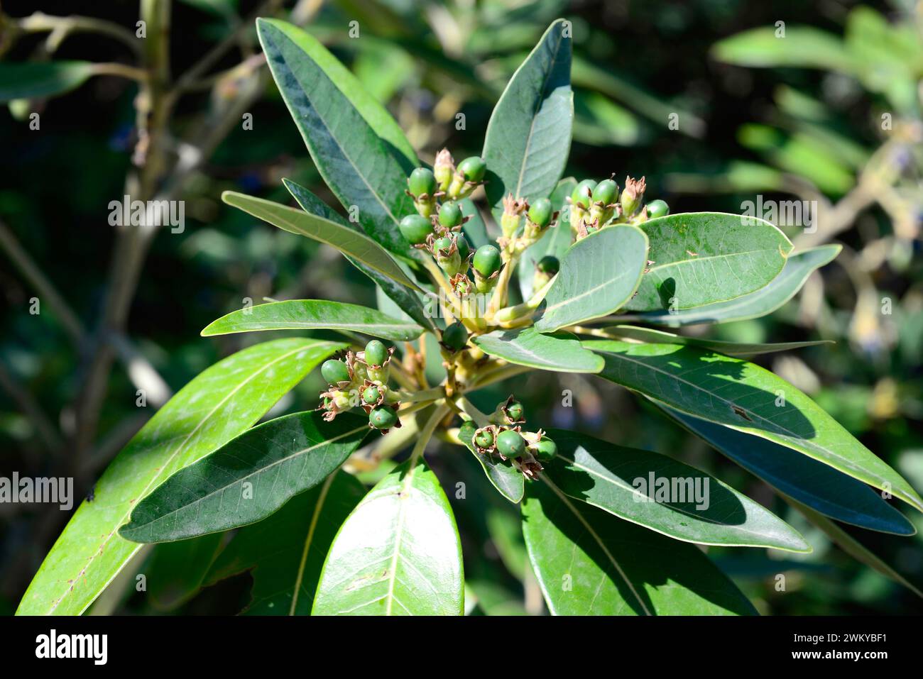 Viñatigo (Persea indica) is a evergreen tree endemic to Macaronesia ...