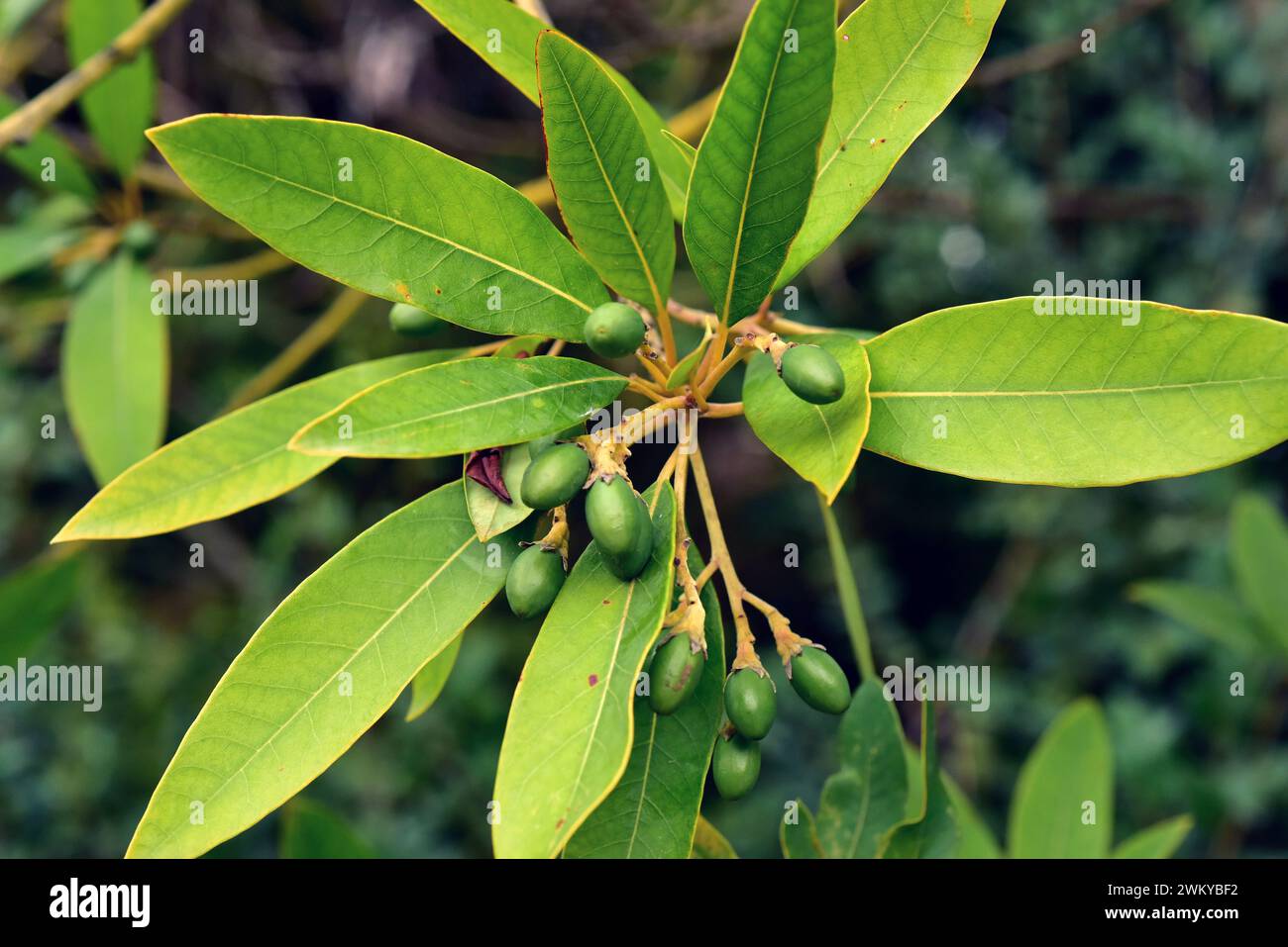 Viñatigo (Persea indica) is a evergreen tree endemic to Macaronesia ...
