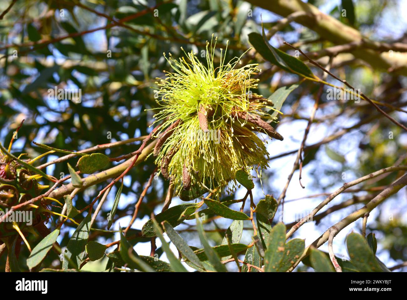 Bald island marlock eucalyptus conferruminata hi-res stock photography ...
