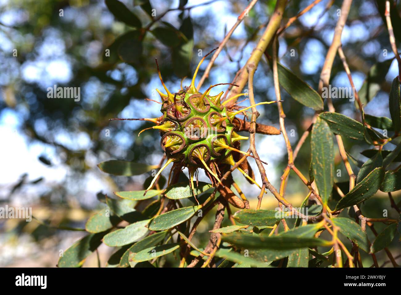 Bald Island marlock (Eucalyptus conferruminata) is a small tree endemic ...