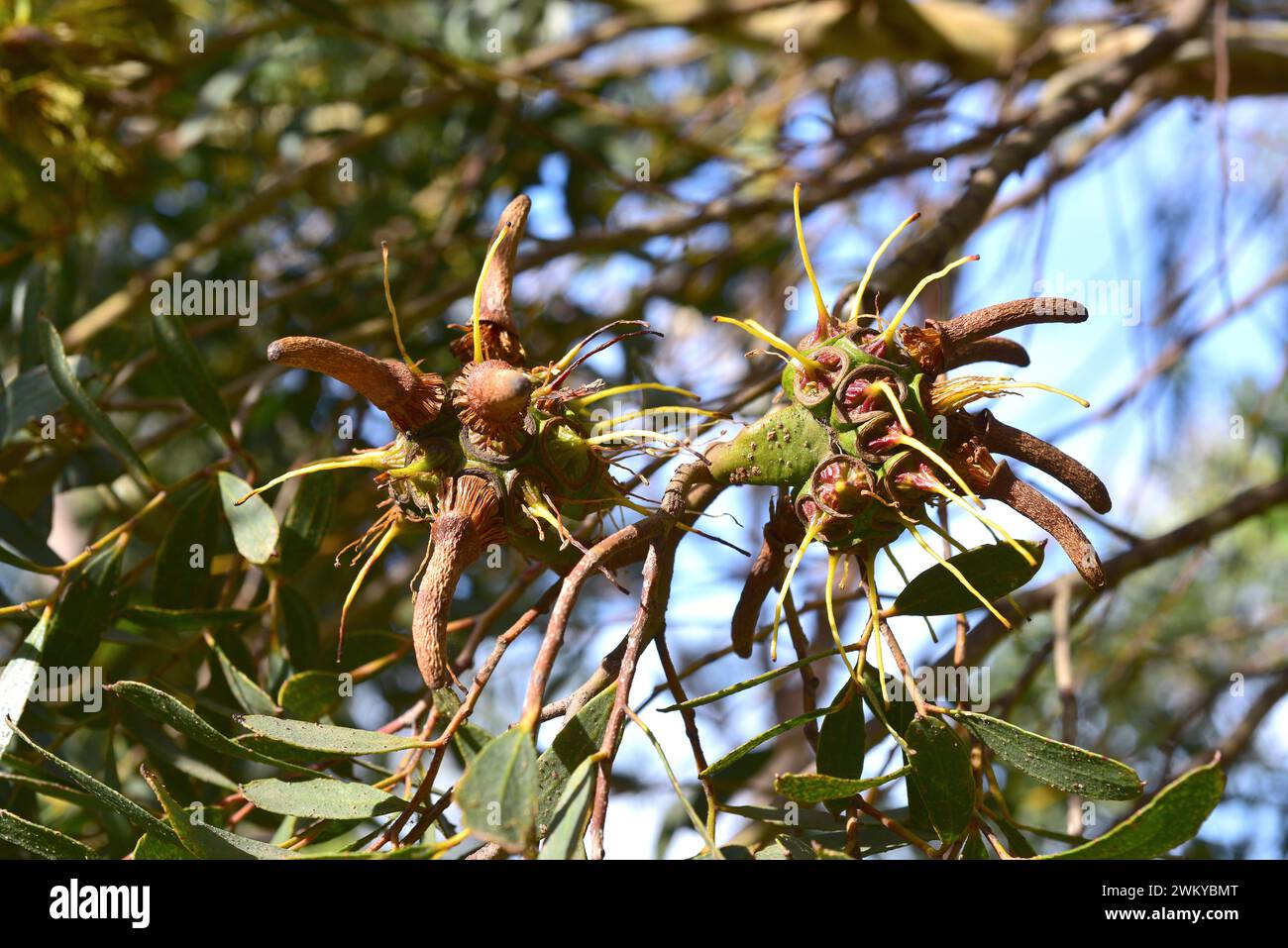 Bald Island marlock (Eucalyptus conferruminata) is a small tree endemic ...