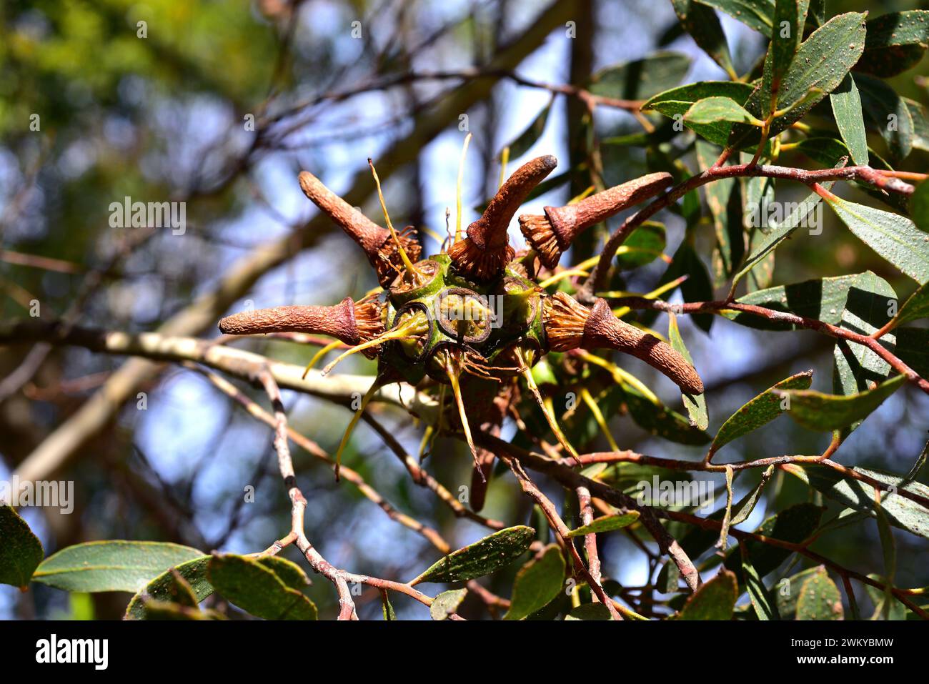 Bald Island marlock (Eucalyptus conferruminata) is a small tree endemic ...