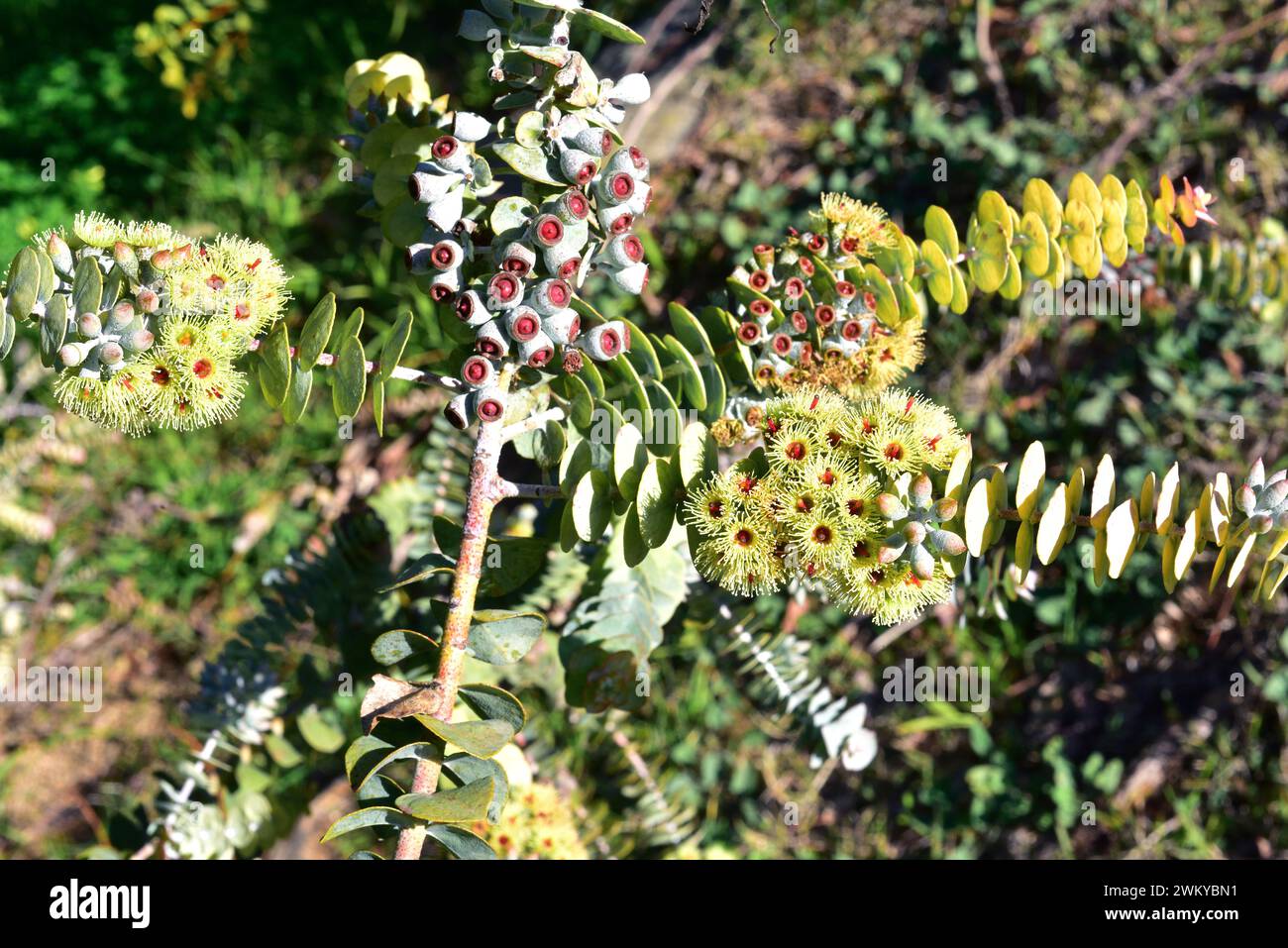 Book-leaf mallee (Eucalyptus kruseana) is a small tree endemic to ...