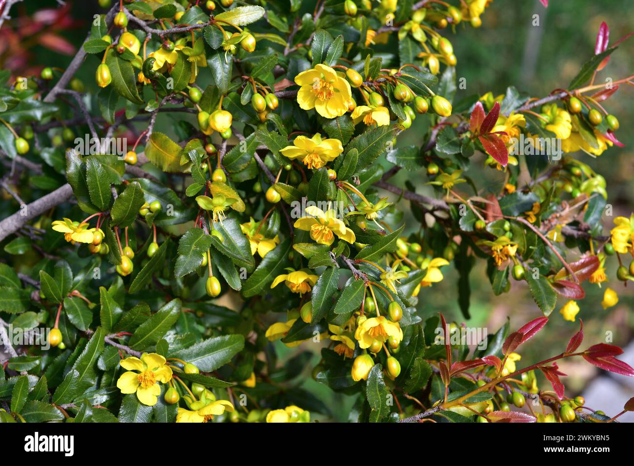 Carnival ochna or Mickey Mouse bush (Ochna serrulata) is a shrub ...
