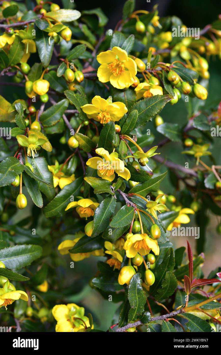 Carnival ochna or Mickey Mouse bush (Ochna serrulata) is a shrub ...
