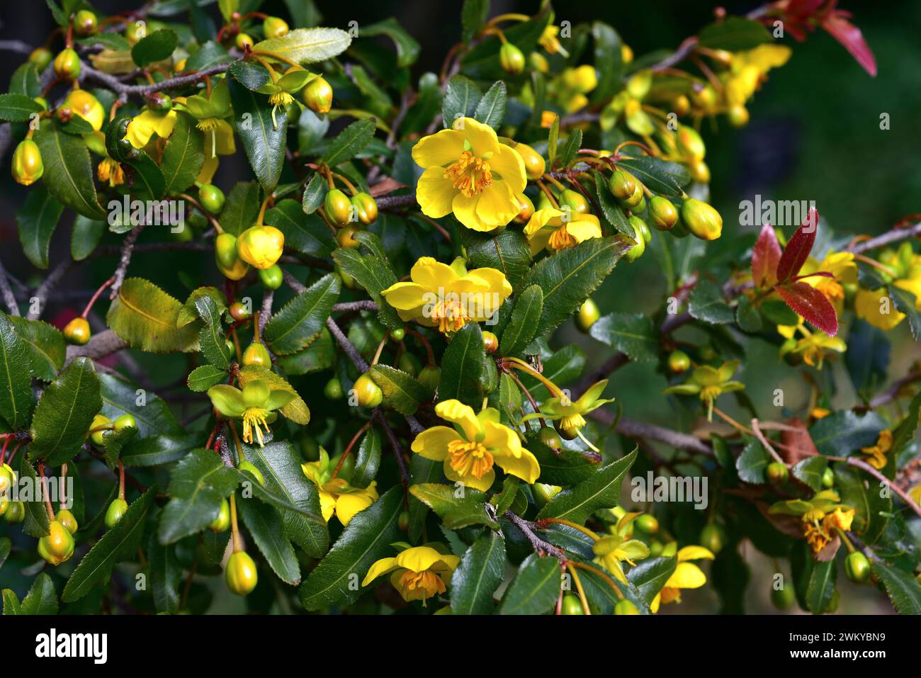 Carnival ochna or Mickey Mouse bush (Ochna serrulata) is a shrub ...