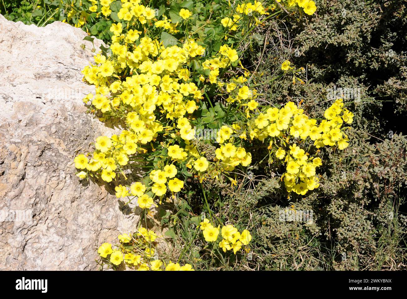 Bermuda buttercup (Oxalis pes-caprae) is an invasive perennial herb ...