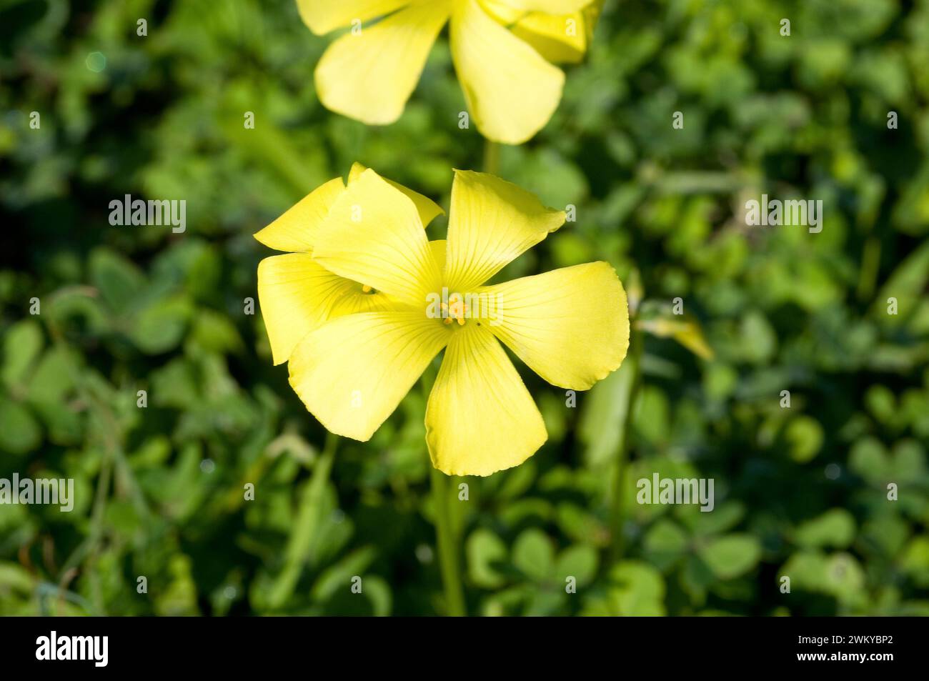 Bermuda buttercup (Oxalis pes-caprae) is an invasive perennial herb ...
