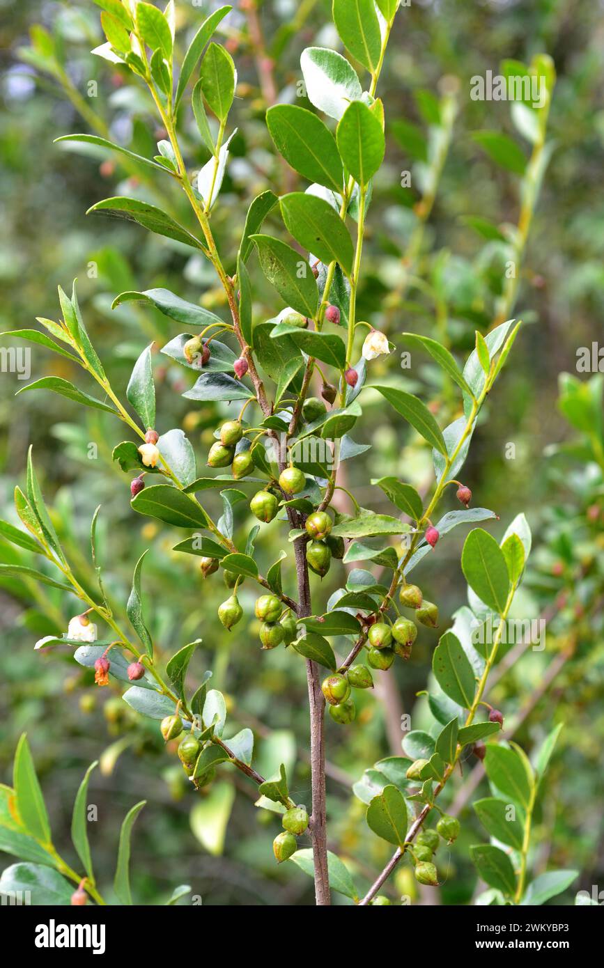 Pentaphylacaceae hi-res stock photography and images - Alamy