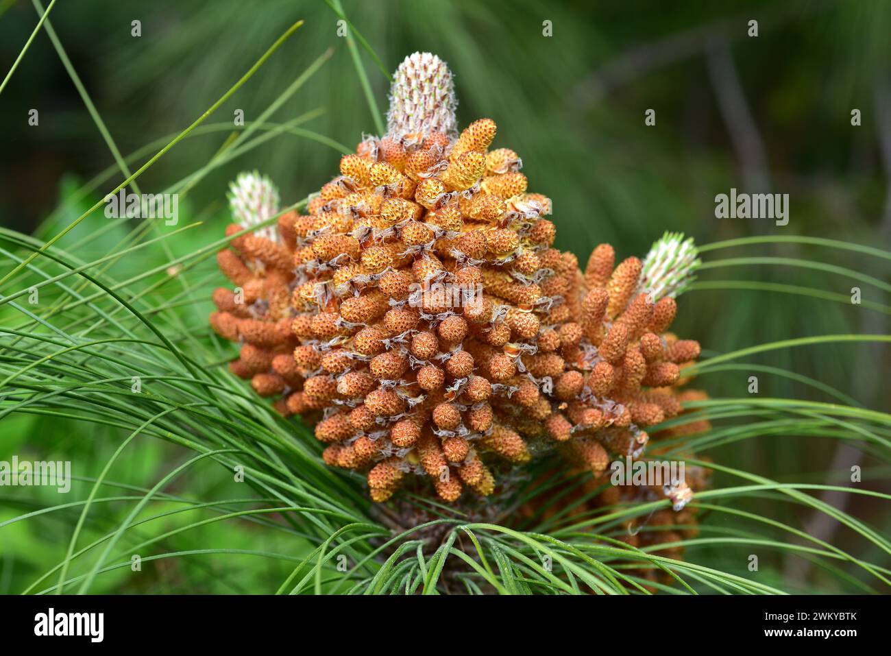Canary Islands pine (Pinus canariensis) is an evergreen coniferous tree ...