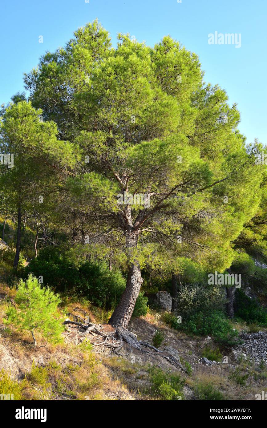 Pino aleppo hi-res stock photography and images - Alamy