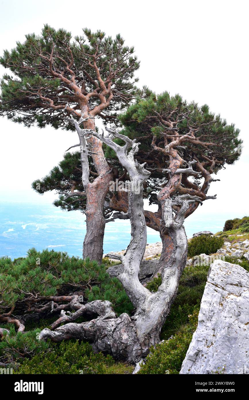Scots pine or red pine (Pinus sylvestris) is an evergreen coniferous ...
