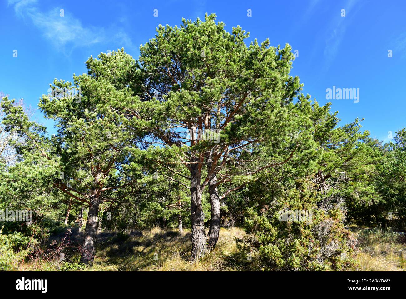 Pino silvestre pinus sylvestris hi-res stock photography and images - Alamy
