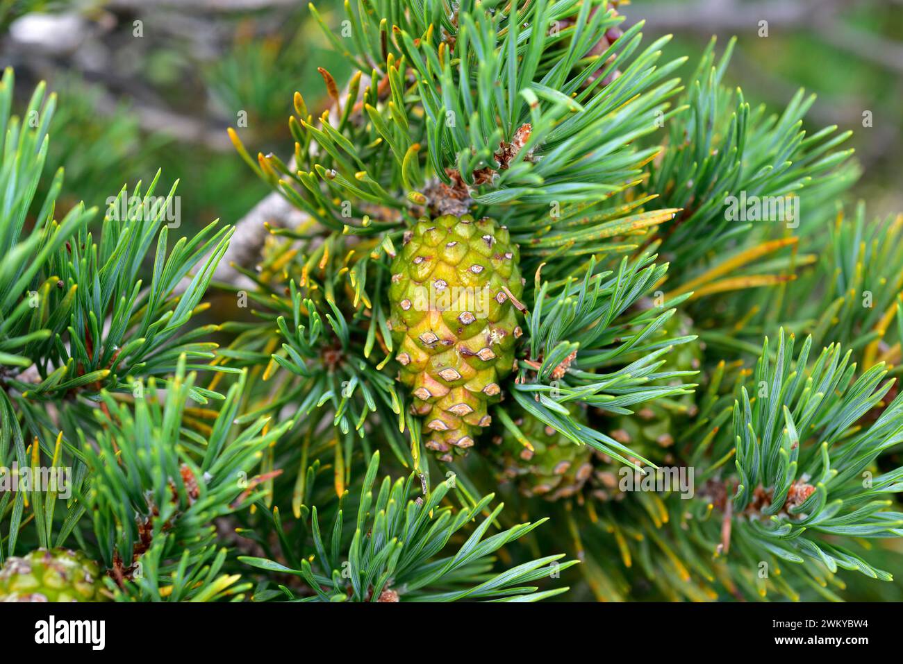 Scots pine or red pine (Pinus sylvestris) is an evergreen coniferous ...