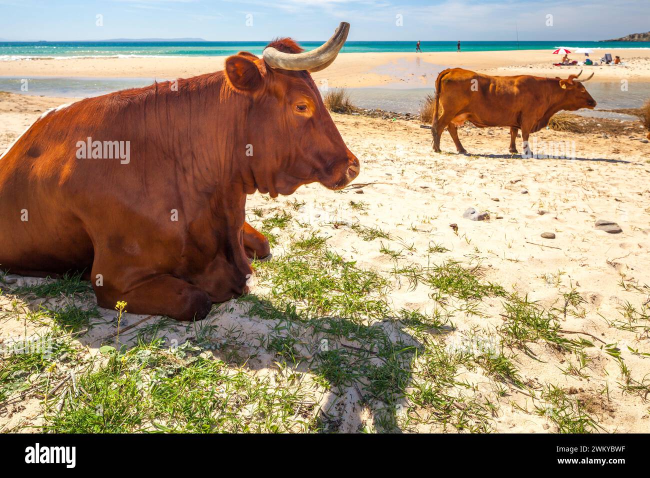Retinta cows hi-res stock photography and images - Alamy