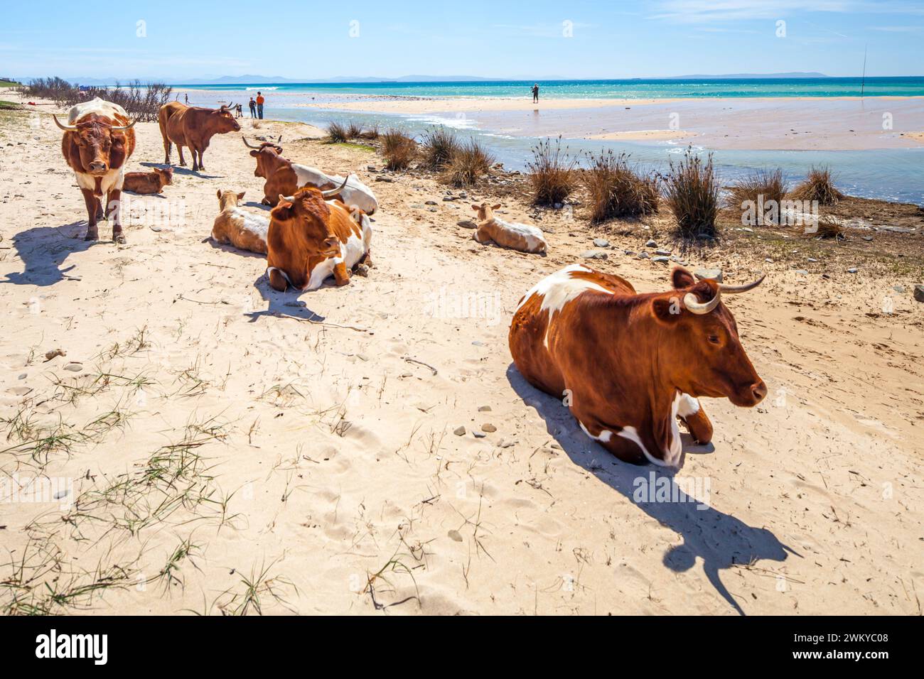 A serene image captures a group of Retinta breed cows relaxing on the ...