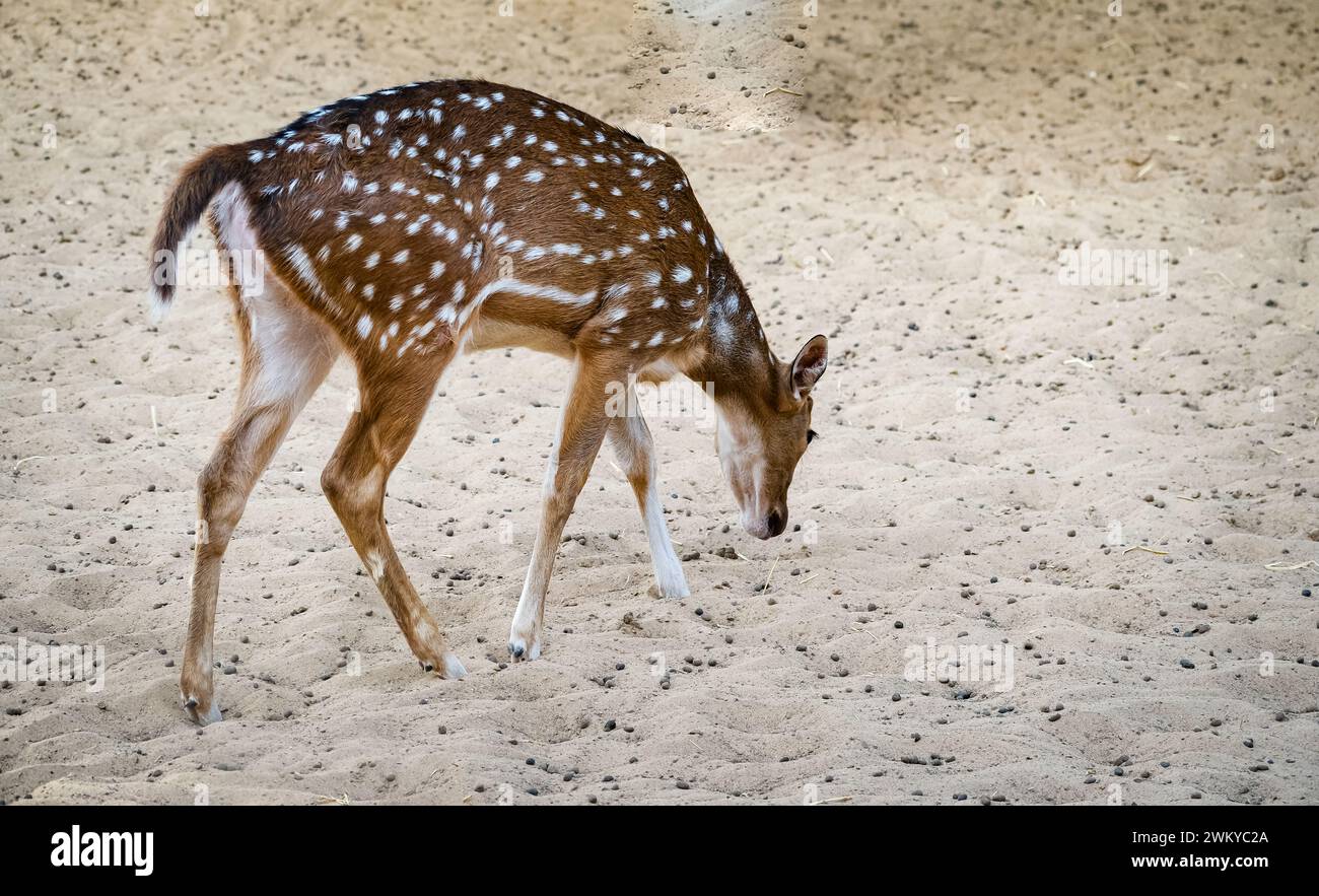 The chital or cheetal also known as the spotted deer, chital deer and ...