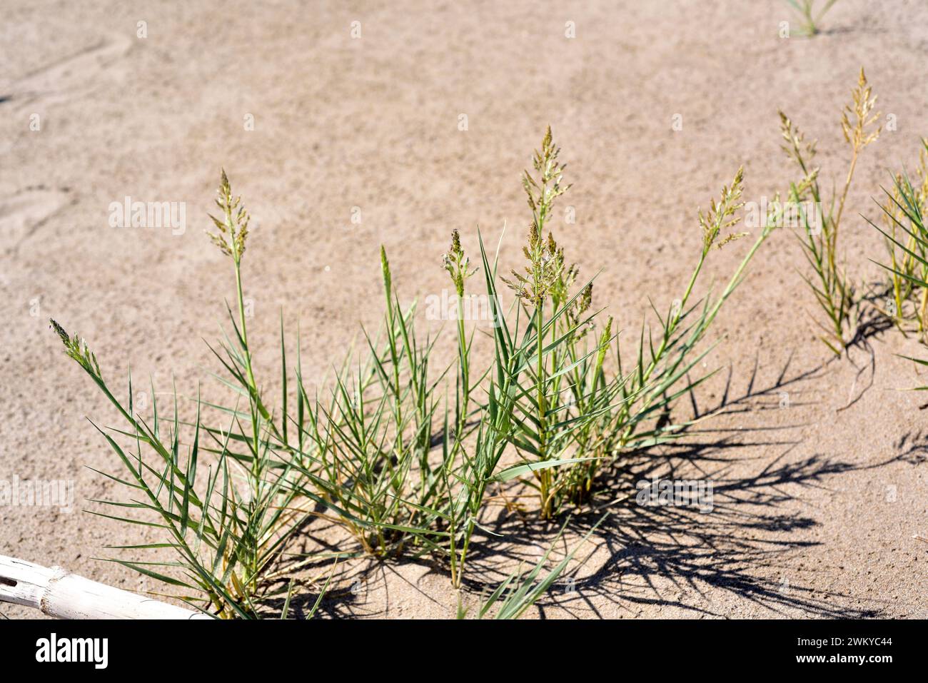 Pasto nino hi-res stock photography and images - Alamy