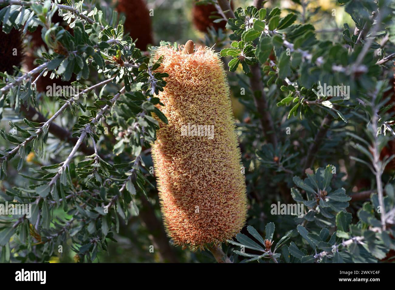 Cut-leaf banksia (Banksia praemorsa) is a small tree endemic to ...