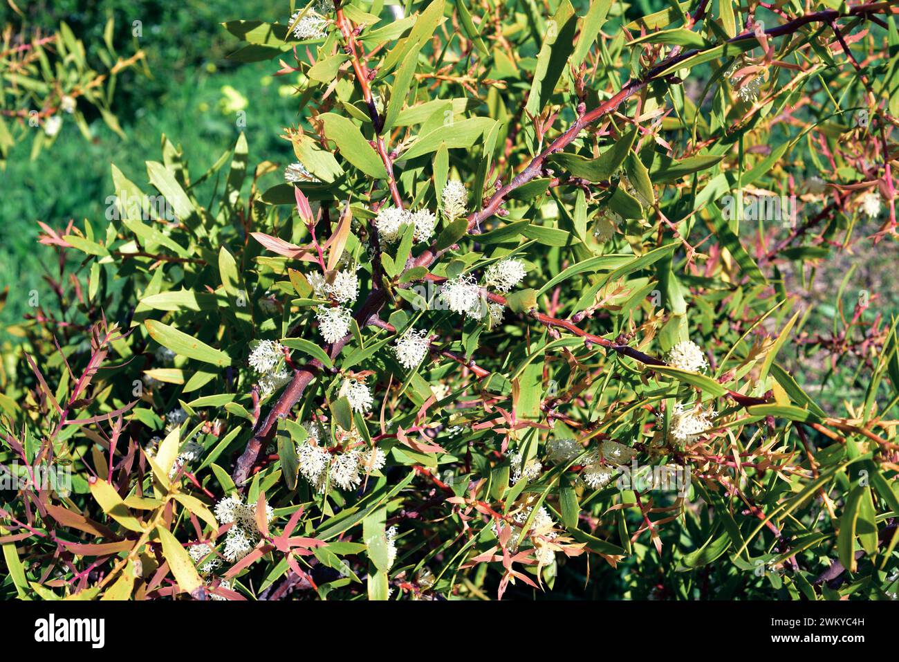 Frog hakea (Hakea nitida) is a shrub endemic to southwestern Australia ...