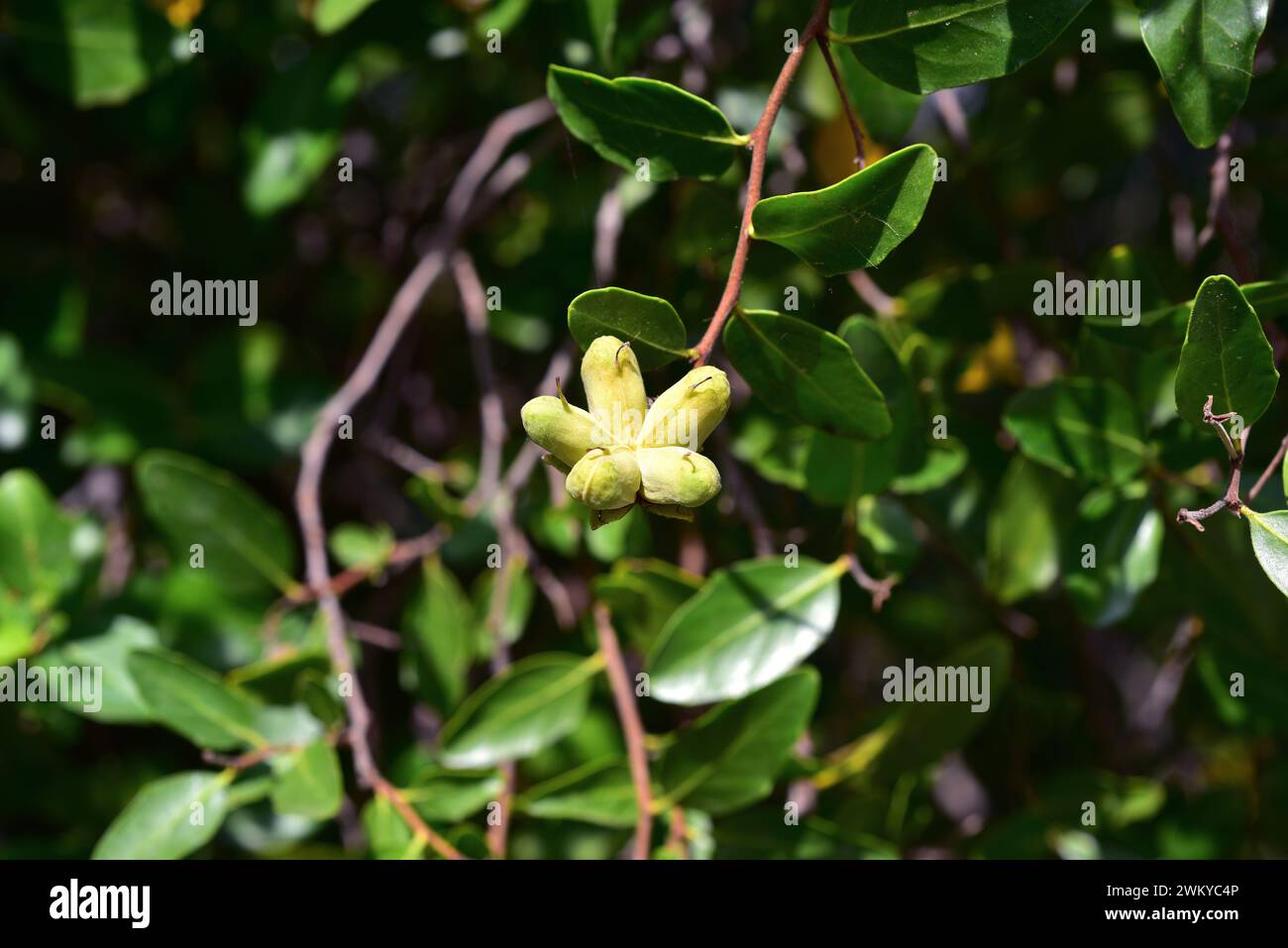 Soap bark tree (Quillaja saponaria) is an evergreen tree endemic to ...